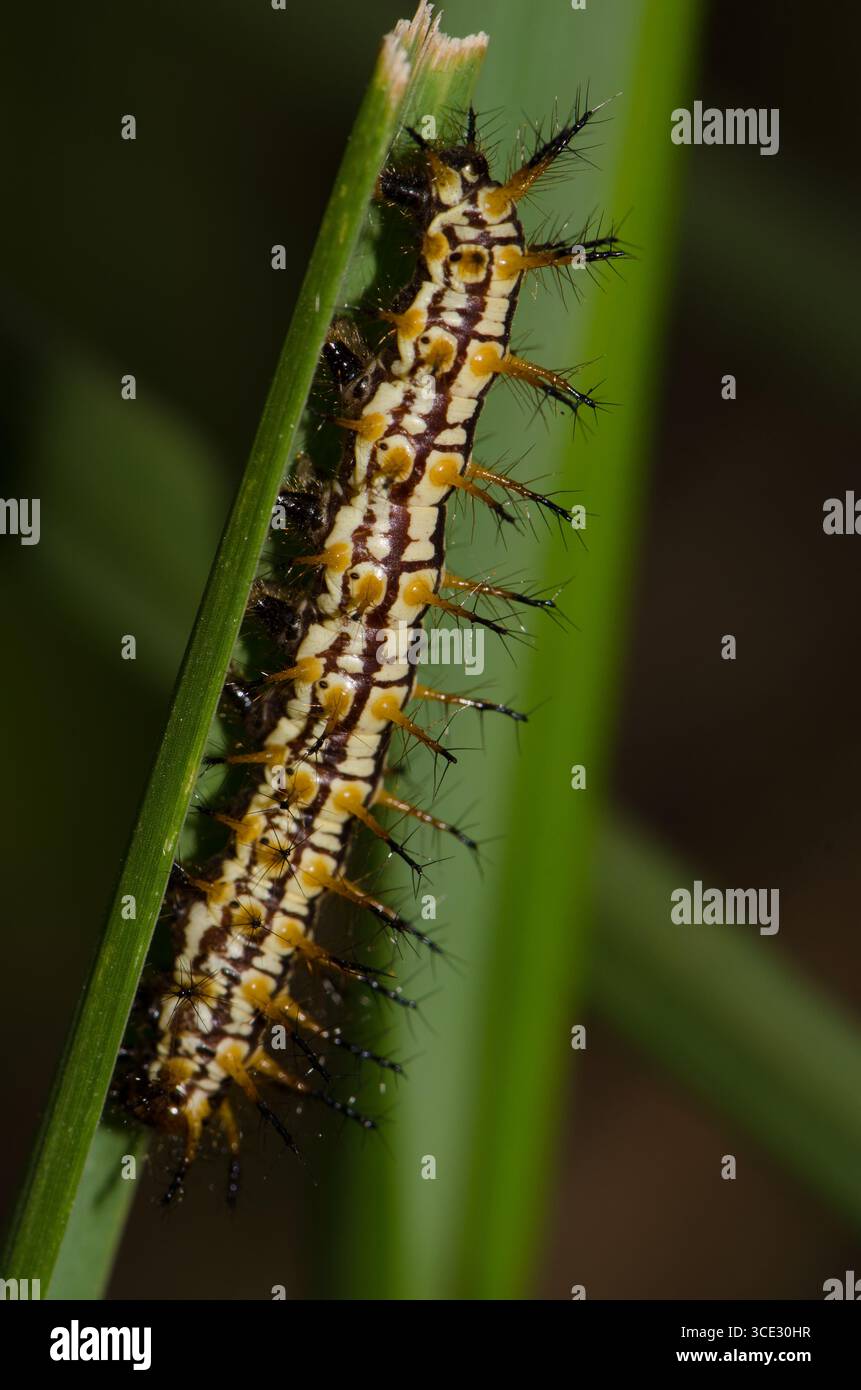 Caterpillar of yellow coster Acraea issoria. Van Long Wetland Natural ...