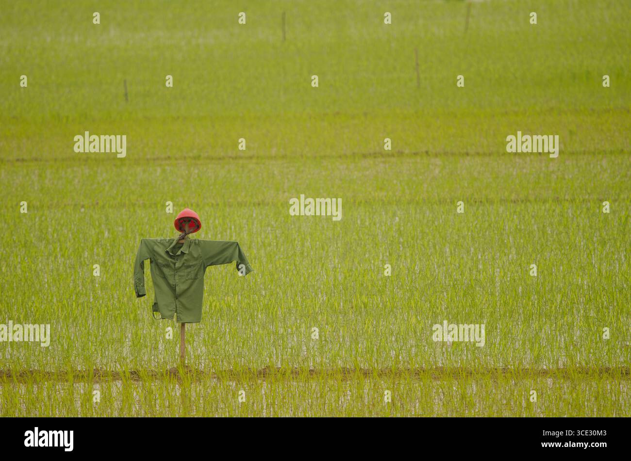 Scarecrow in a rice paddy. Van Long. Gia Vien District. Ninh Binh ...