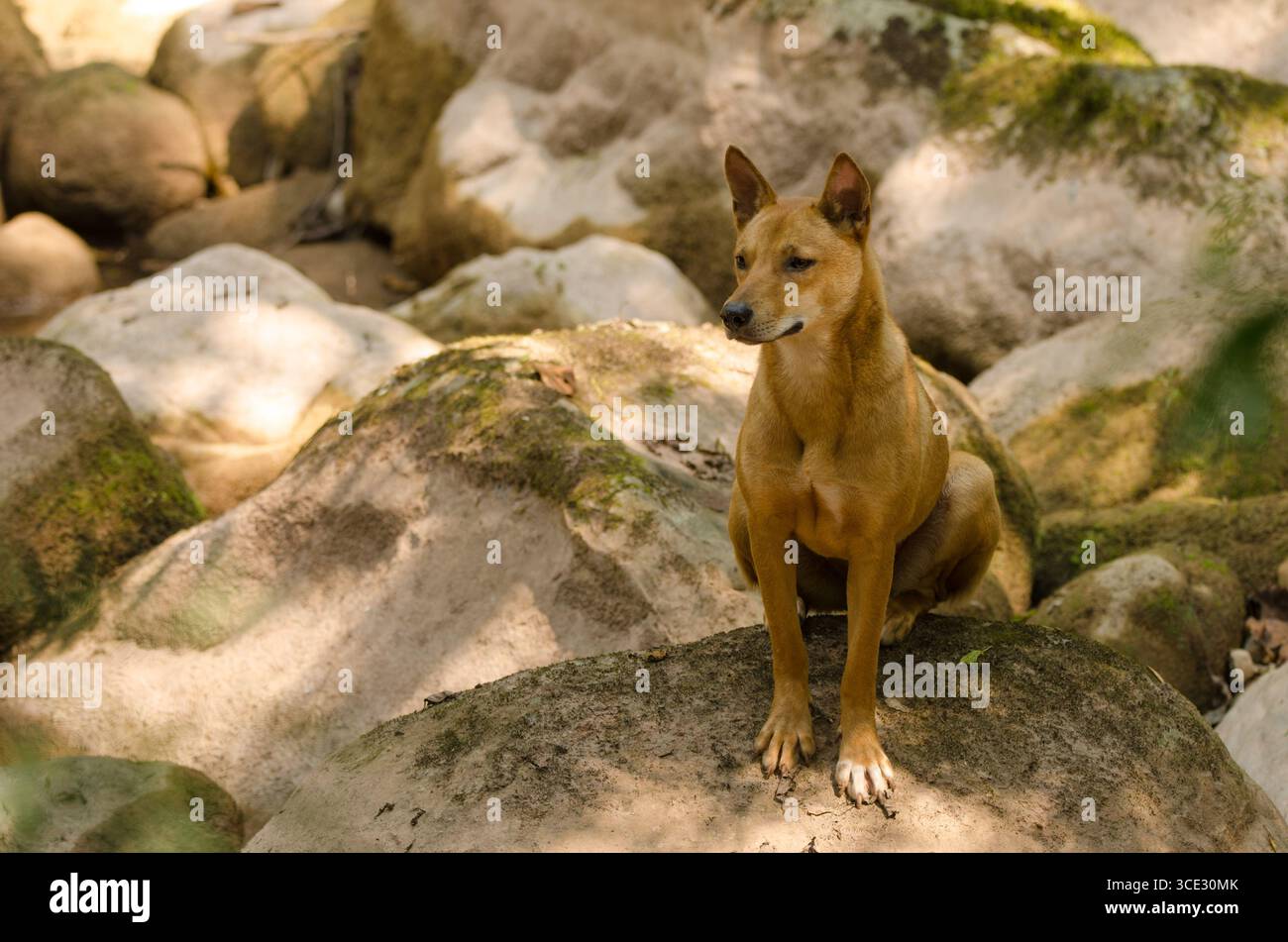 Feral dog Canis familiaris. Mooc Spring. Phong Nha-Ke Bang National ...