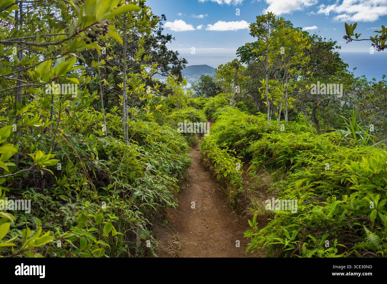 Kuliouou ridge trail, Koolau Mountains, Honolulu, Oahu, Hawaii, USA ...