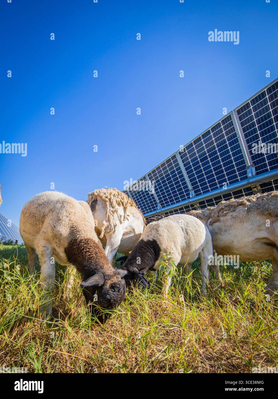 Sheep grazing among solar panels Stock Photo - Alamy