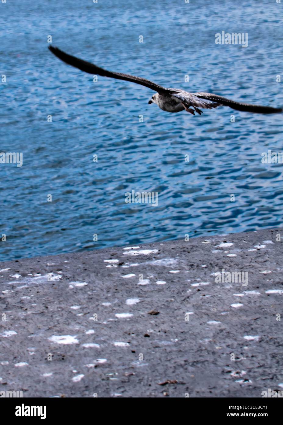 Seagull feather texture hi-res stock photography and images - Alamy