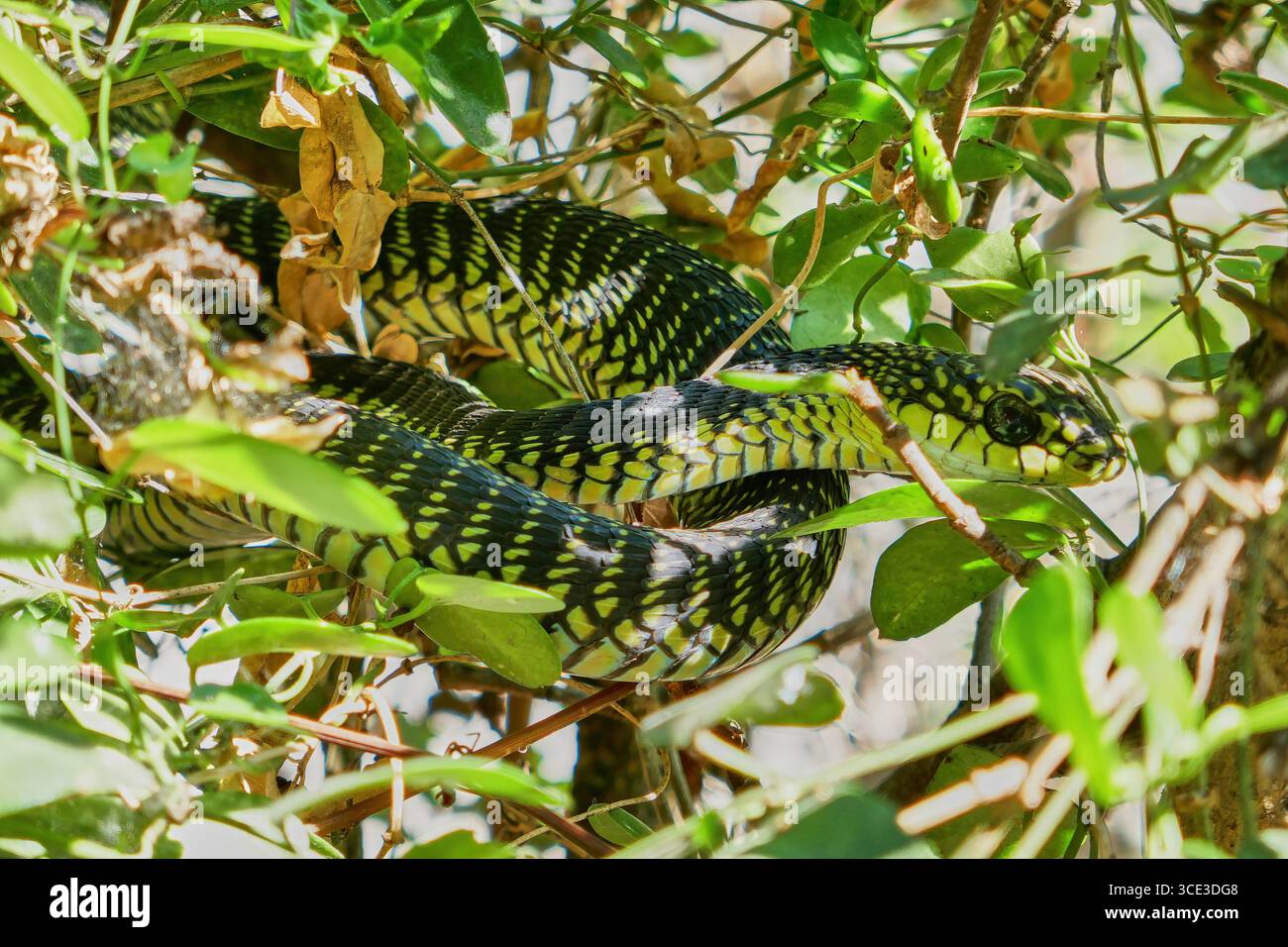 Close-Up of the Deadly Boomslang Black and Yellow Snake Hidden Among ...