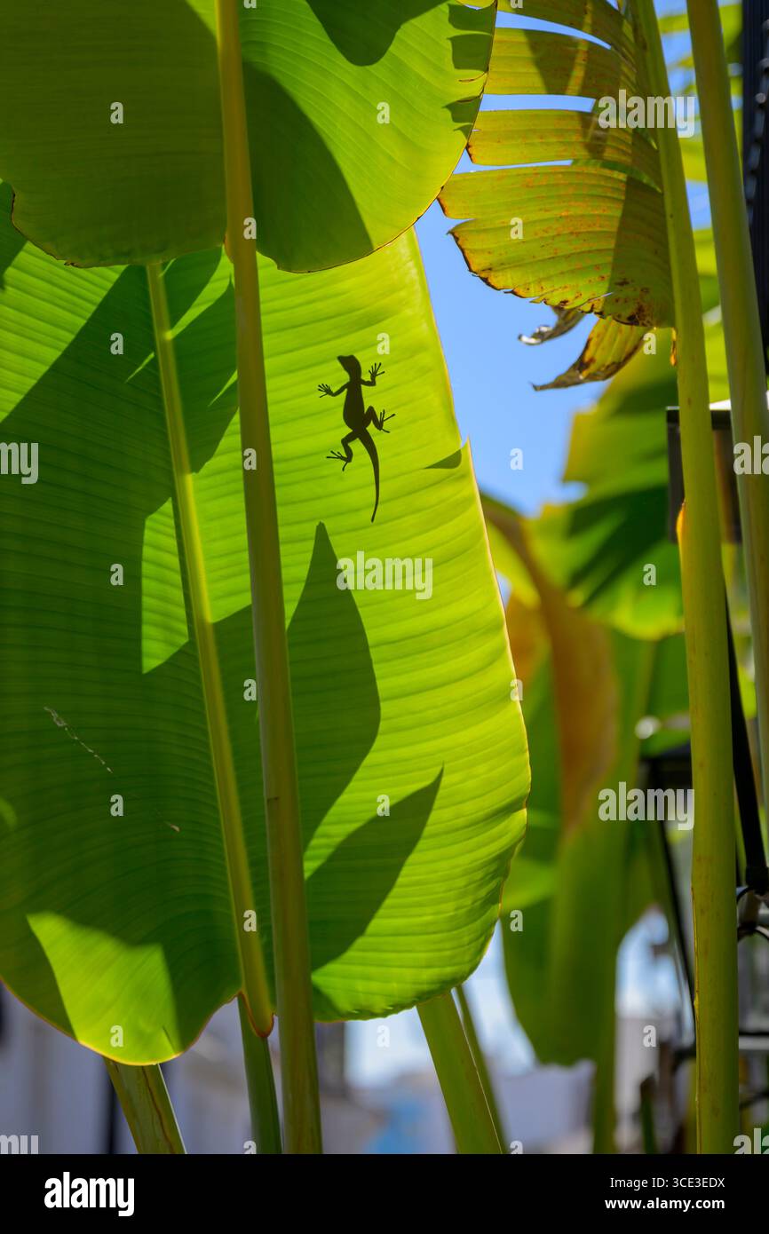 Shadow of a lizard on a palm leaf Stock Photo - Alamy
