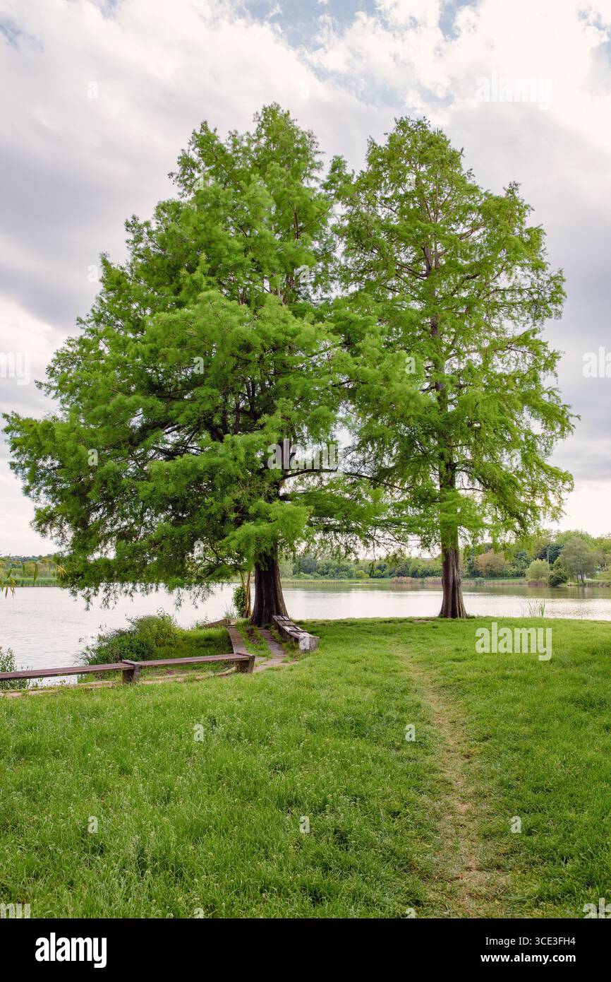 Beautiful bald cypress trees (Taxodium distichum) with fresh spring ...