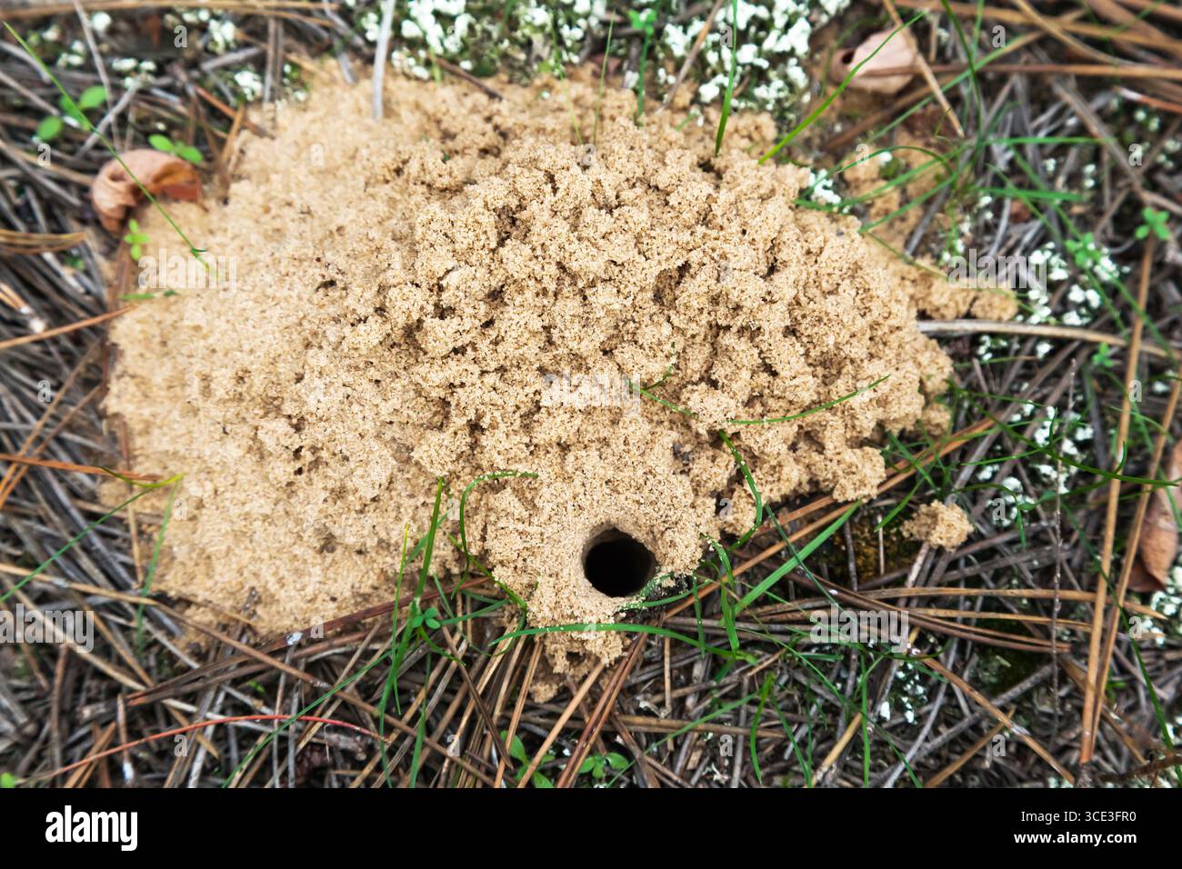 Spider's burrow on the ground, near sand and grass Stock Photo - Alamy