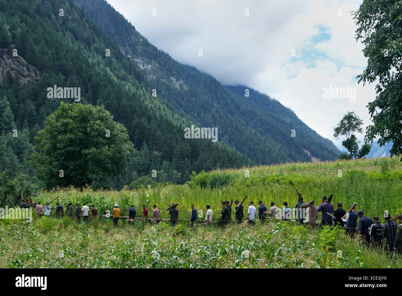Villagers walk across a field carrying wood for mass cremation of ...