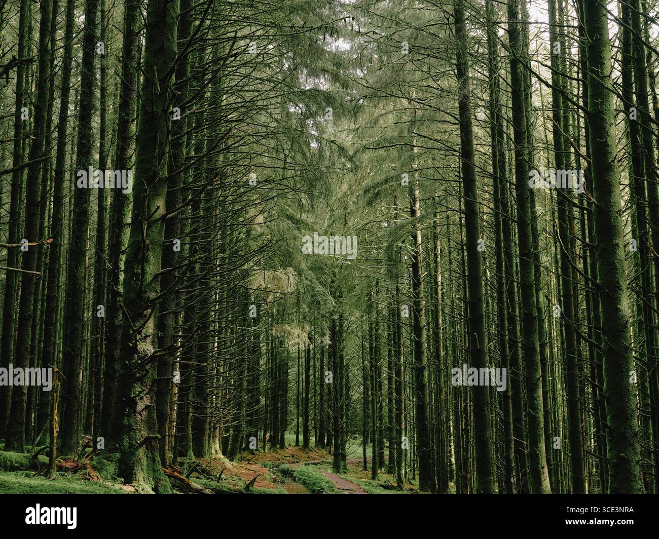 Coniferous tree monoculture dense woodland on Dartmoor Devon England UK ...