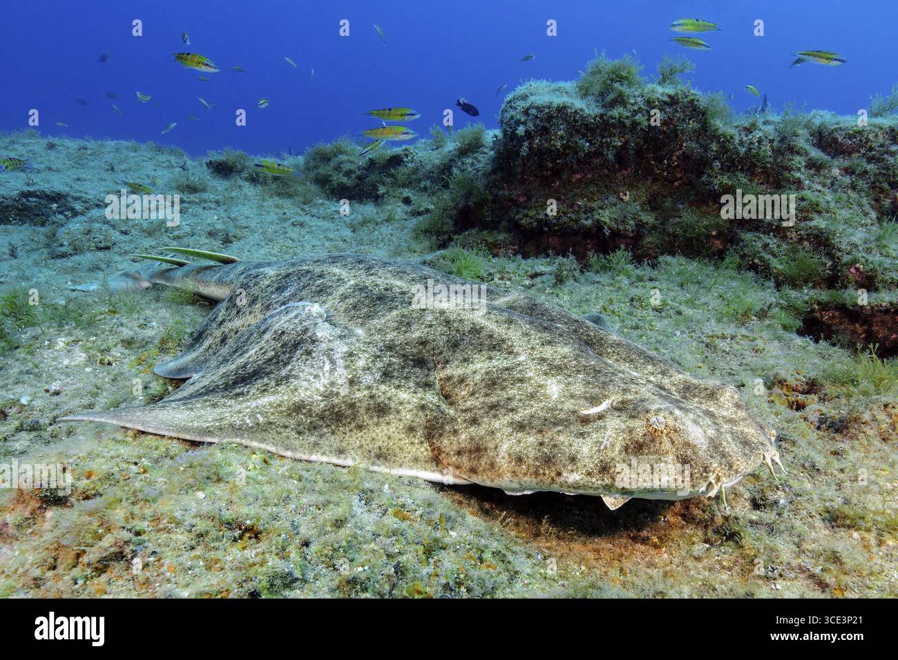 Angel shark (Squatina squatina) Sea angel lies camouflaged on rocky ...