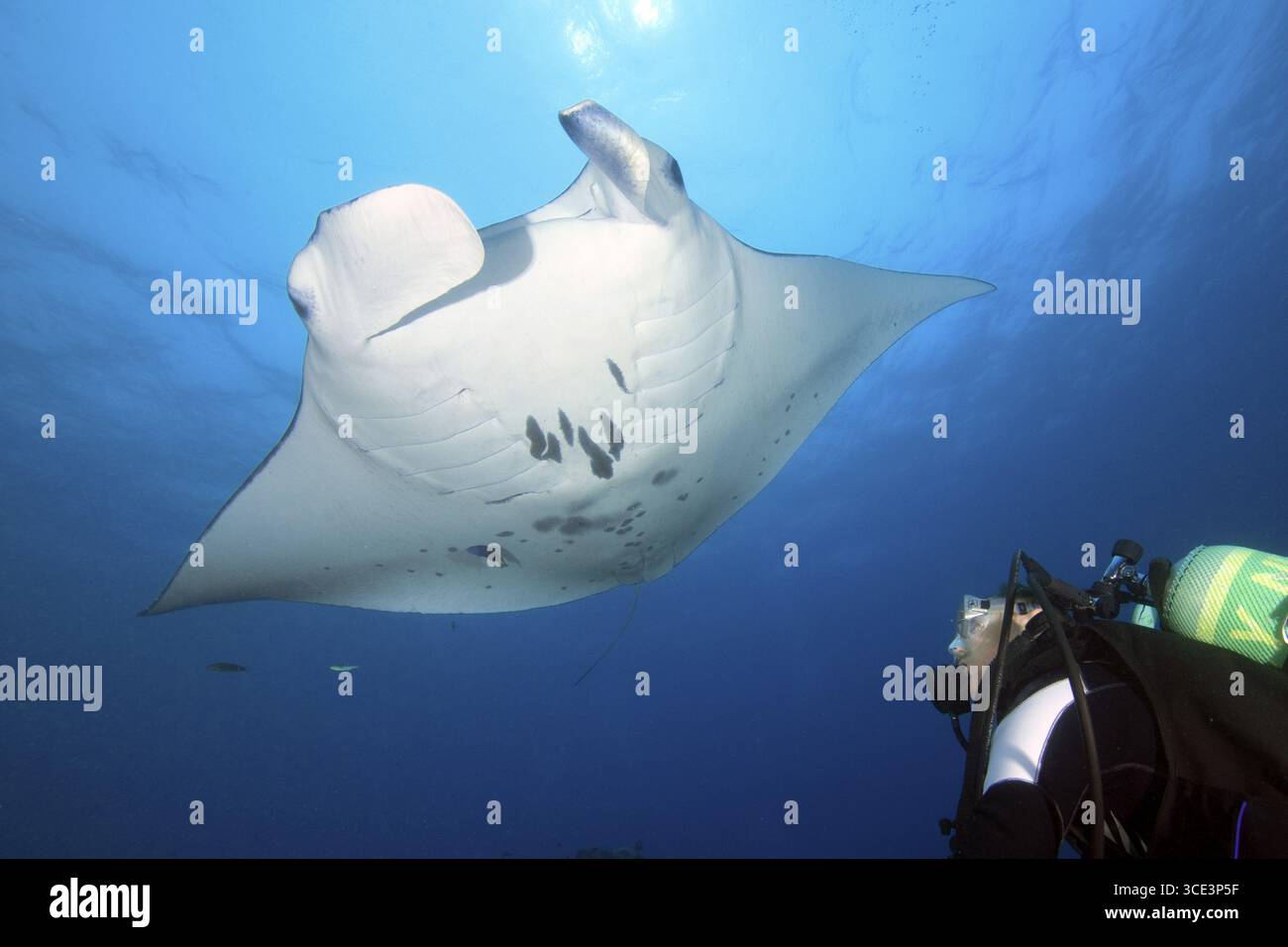 Manta red sea sports hi-res stock photography and images - Alamy