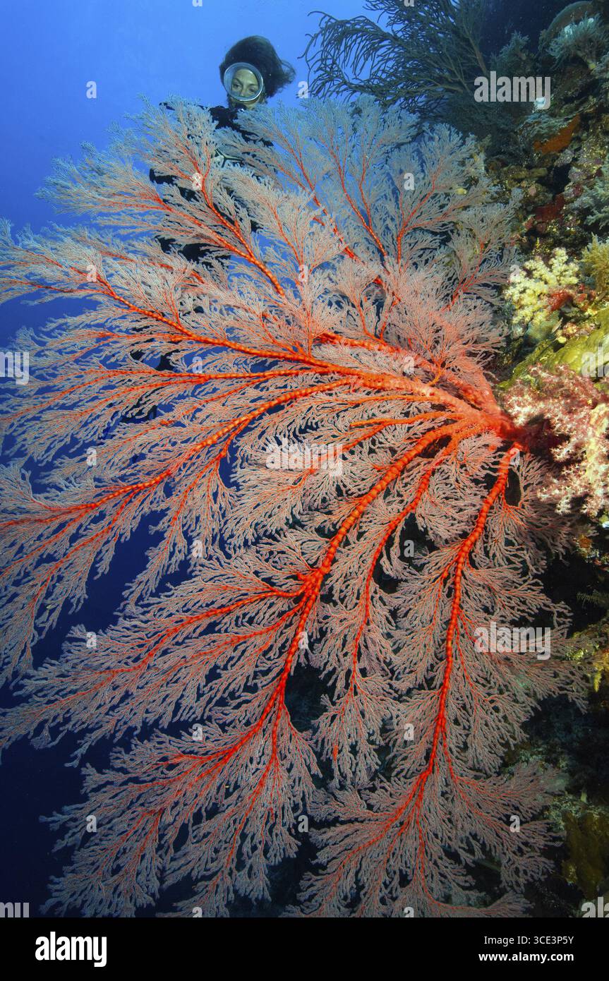 Diver looking at illuminated Red Sea Fan (Melithaea ochracea) Red Sea ...