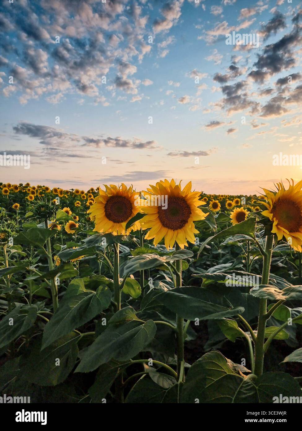 Sunflower field at sunset. Endless field covered with lots of ...