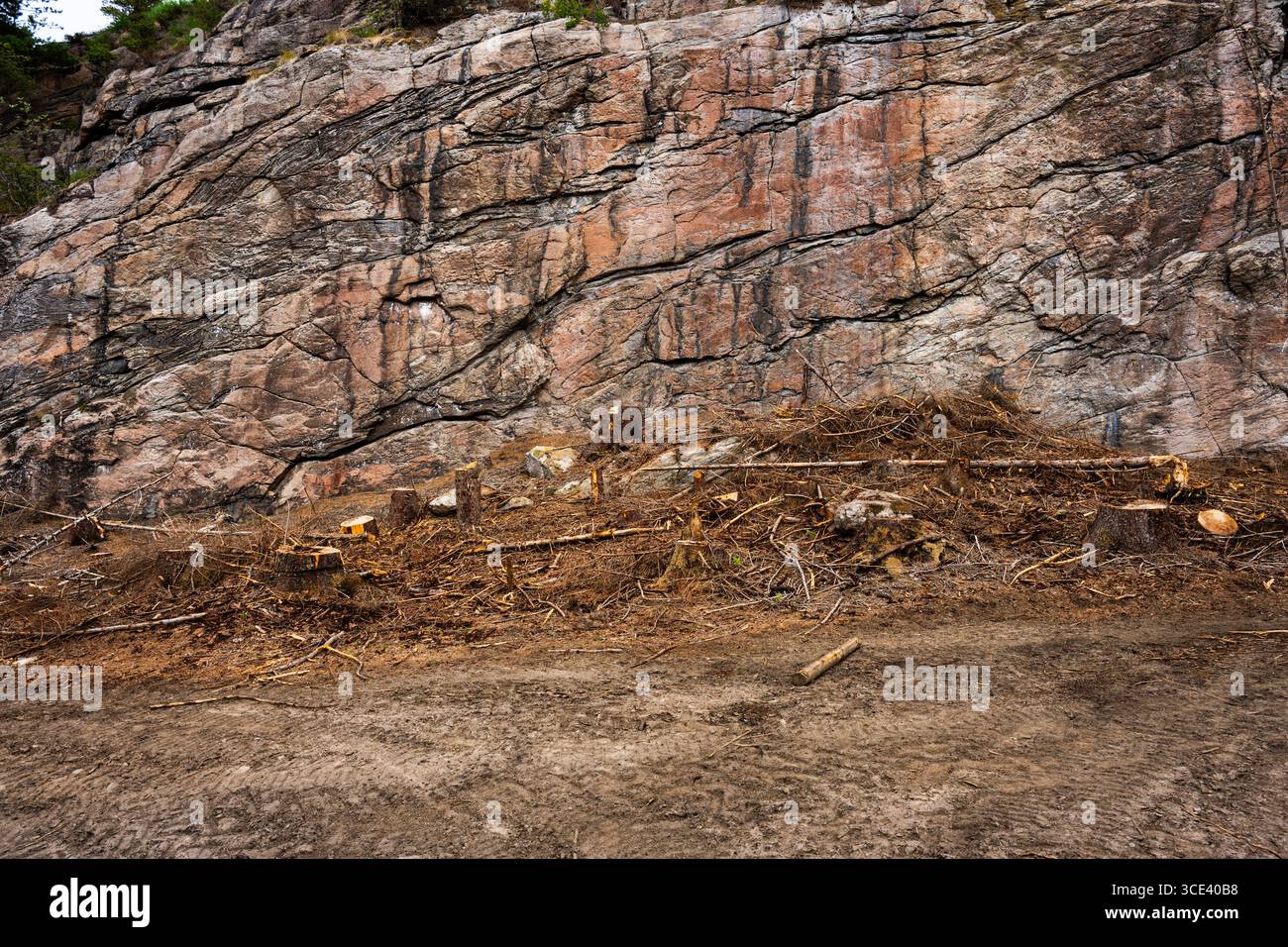 Tree stumps by a cliff side Stock Photo - Alamy