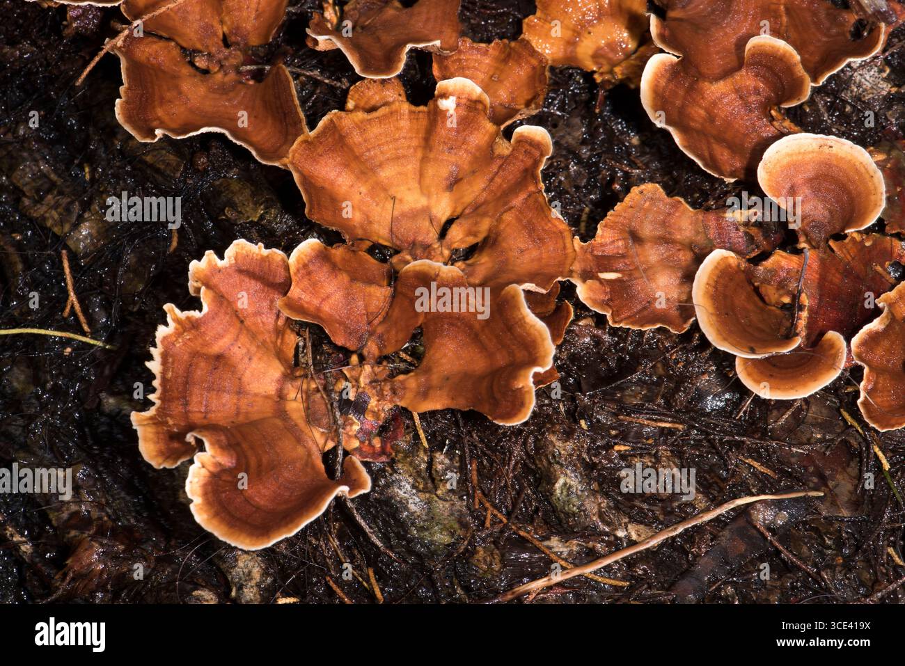 The False Turkey Tale mimics the Turkey Tail Fungus (Trametes ...