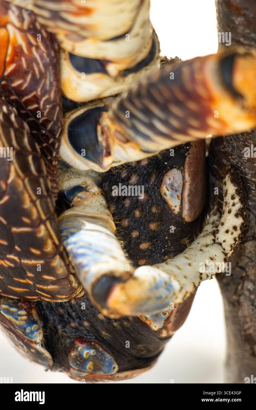 A female Coconut Crab carries her developing eggs in a fold made by the ...