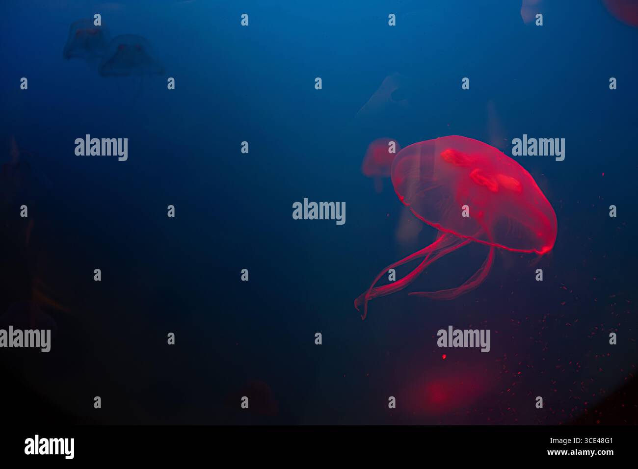 Glowing underwater scene hi-res stock photography and images - Alamy