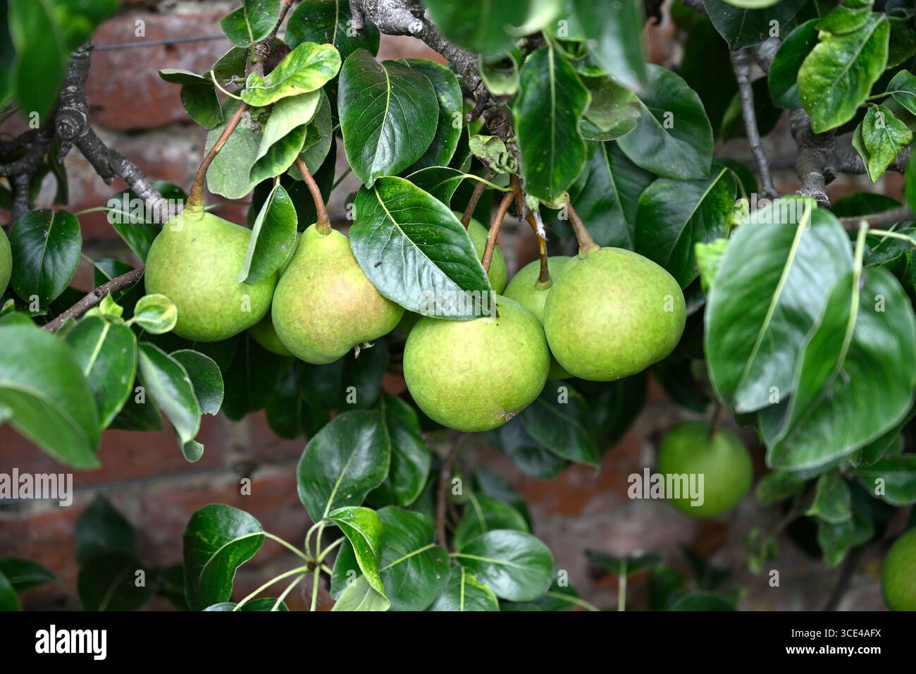Pear doyenne blanc hi-res stock photography and images - Alamy