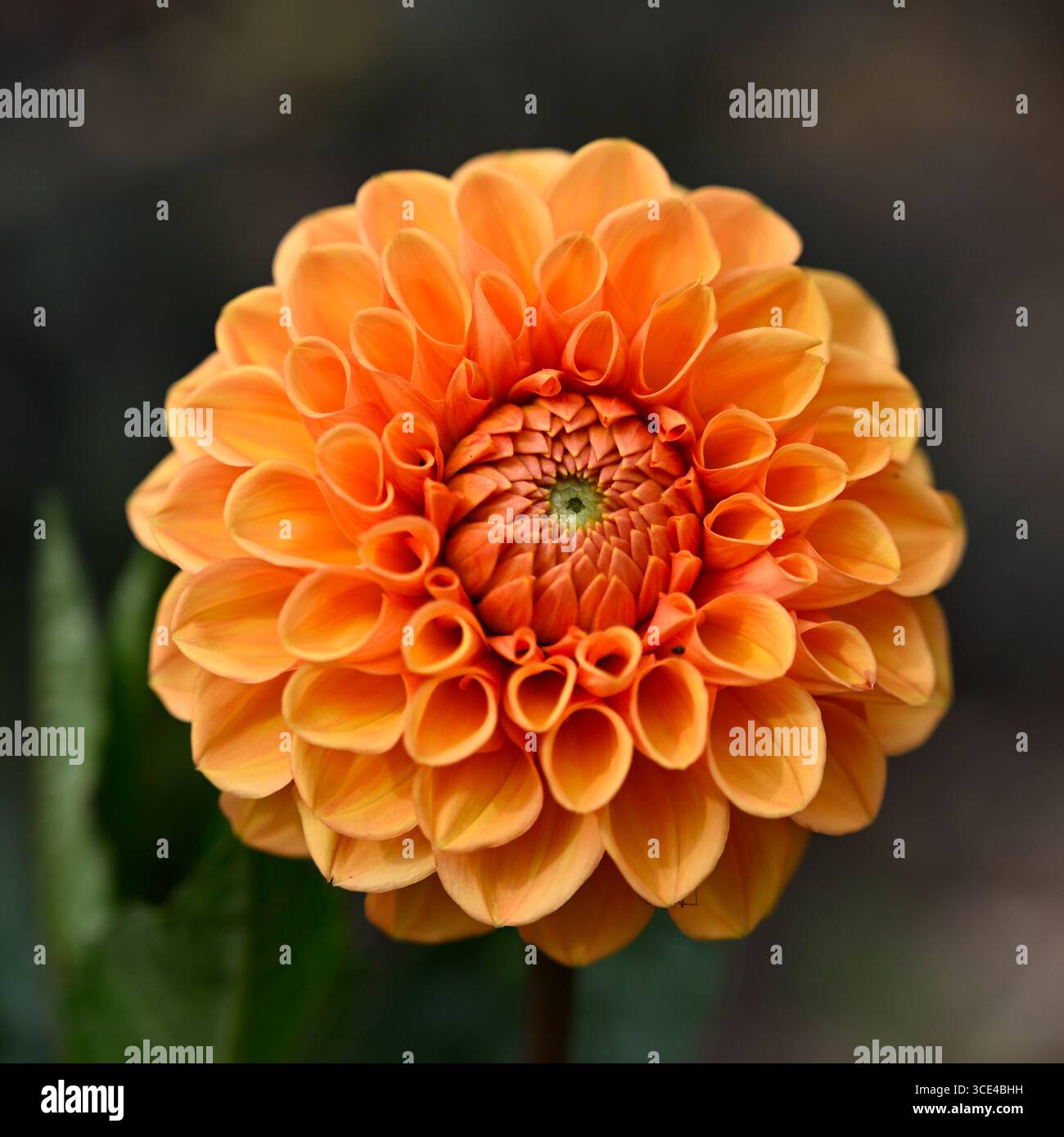 Orange summer flowers of ball dahlia Sylvia UK garden August Stock ...