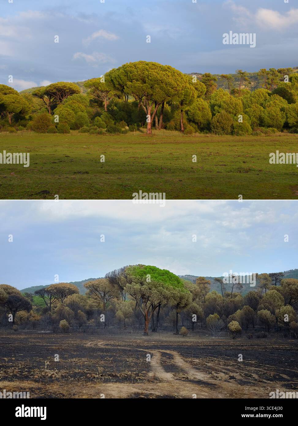 Deforestation aerial before after hi-res stock photography and images ...