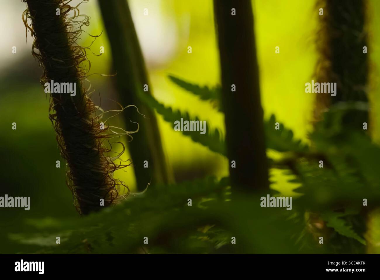 Fern leaves and stems in a greenhouse Stock Photo - Alamy