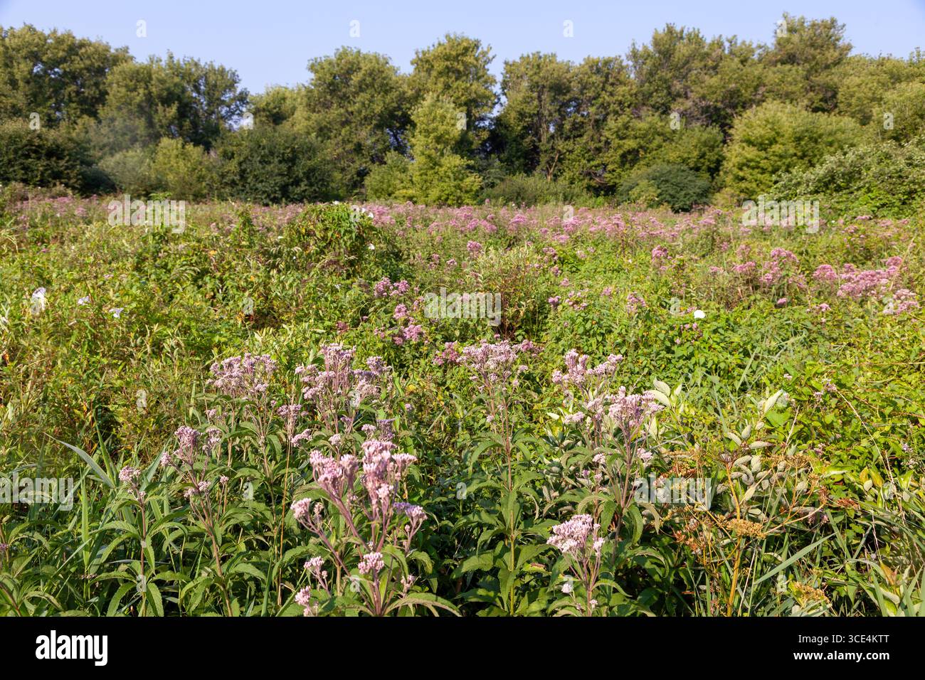 Disturbed area plants hi-res stock photography and images - Alamy