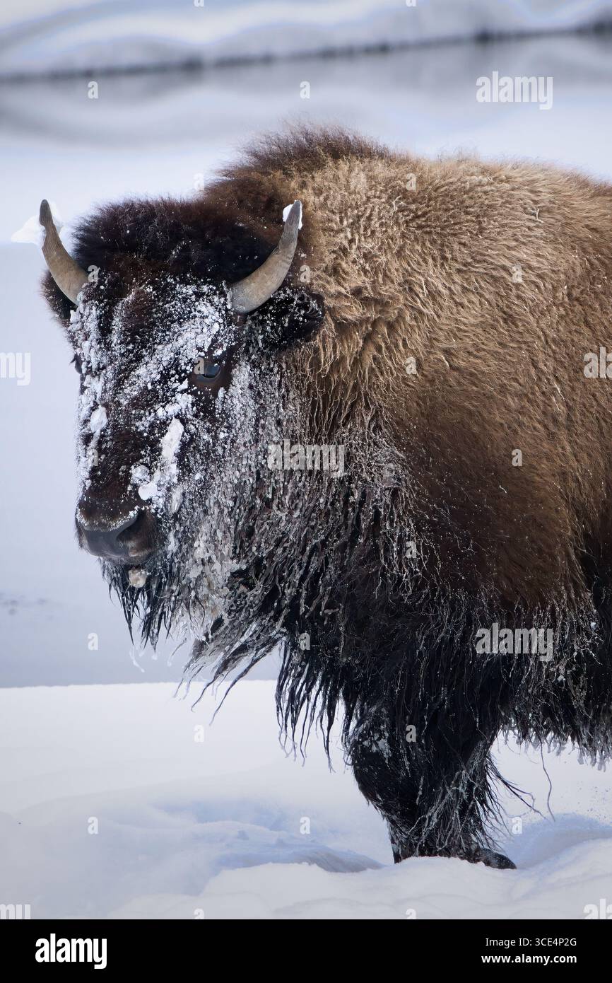 A powerful bison (Bison bison) stands amidst a snowy wilderness, its ...
