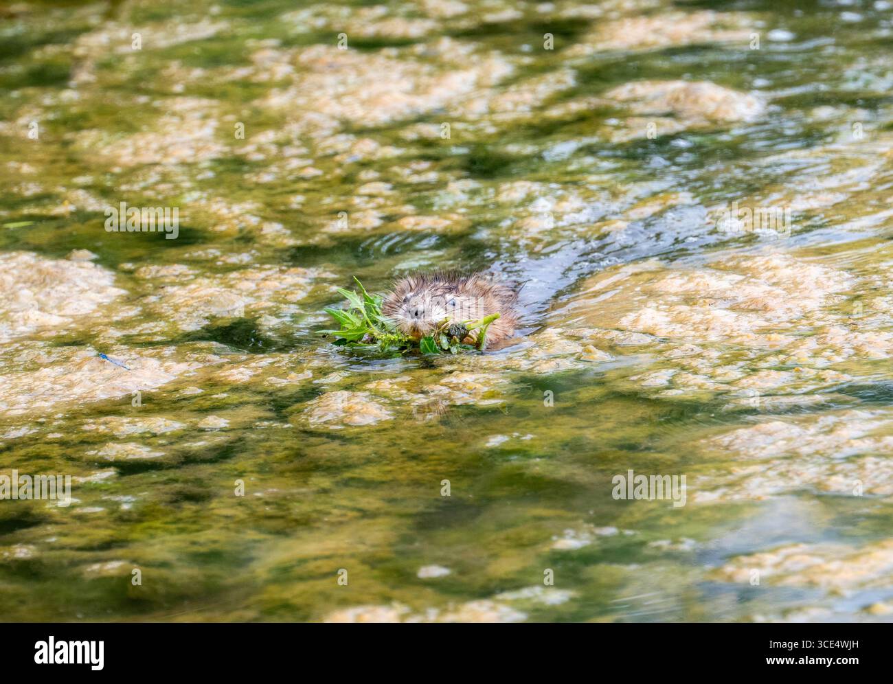 Native riverbank nature flora hi-res stock photography and images - Alamy