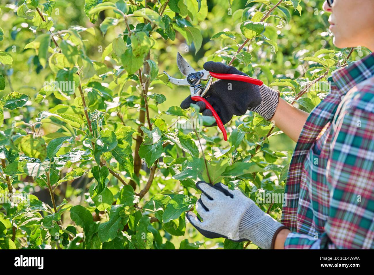 Female gardener with pruning shears pruning apple tree in the garden ...