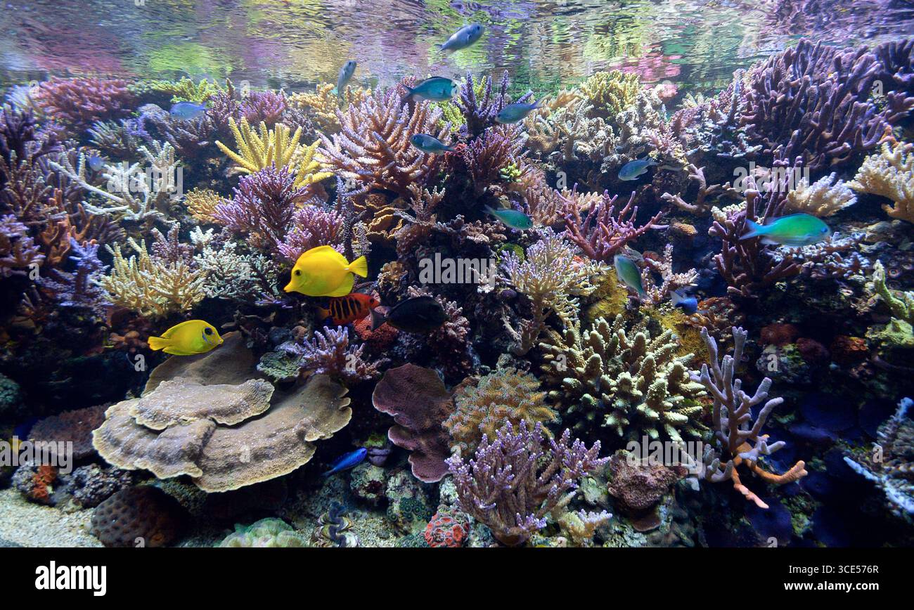 Large coral reef aquarium with high diversity of living corals and ...