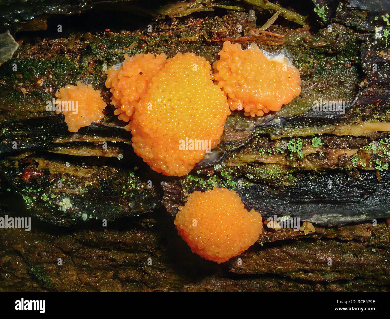 Rasberry slime mold (Tubifera ferruginosa) from Hidra (Agder), southern ...