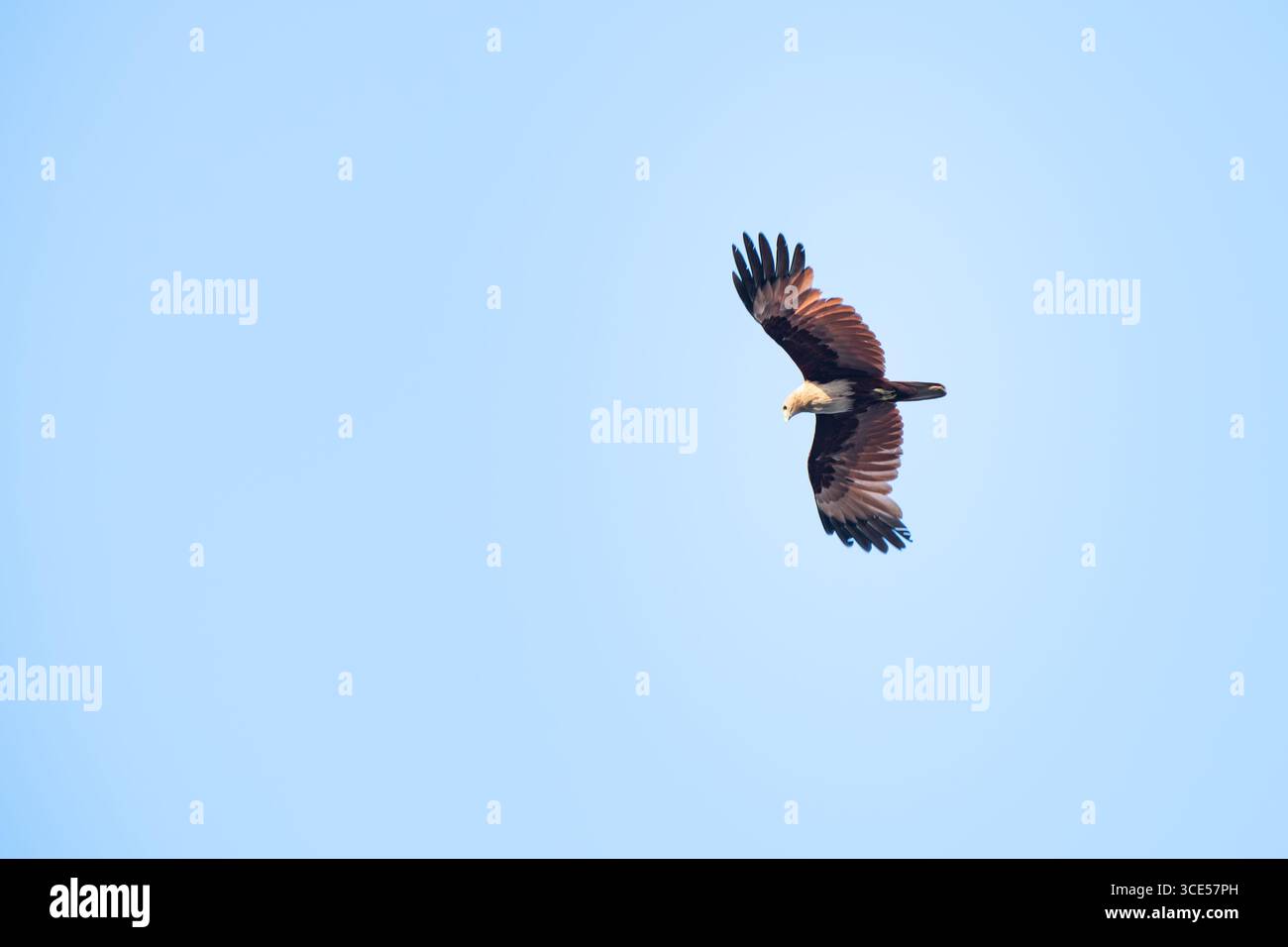Brahminy kite, Haliastur indus, red backed sea eagle, wildlife, raptor ...