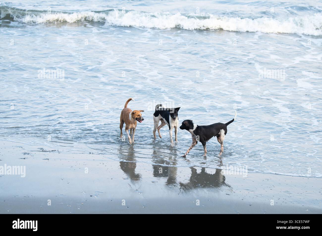 Group of active dogs playing together on the ocean beach, pet splashing ...