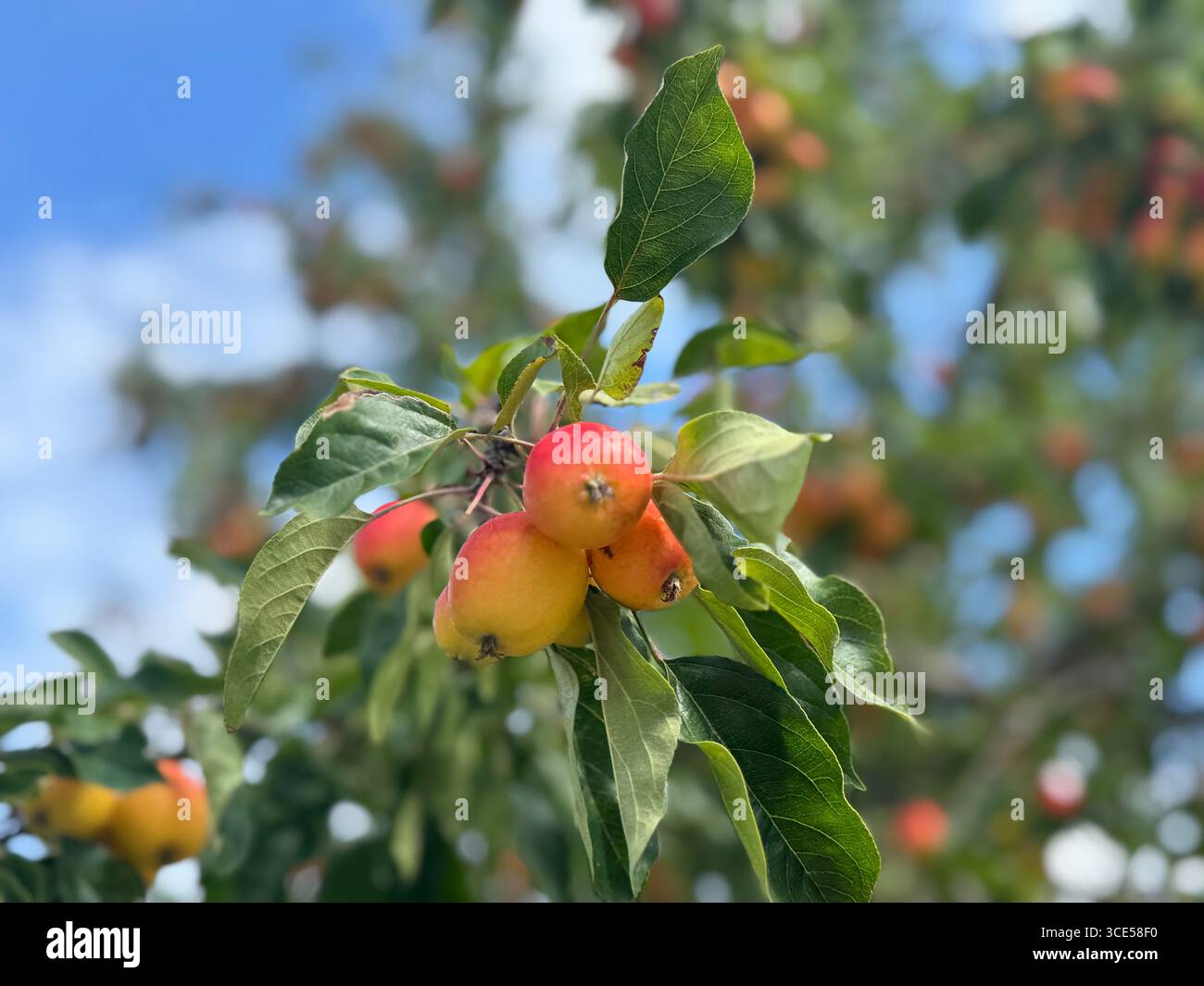 Yellow and red crab apples Stock Photo - Alamy