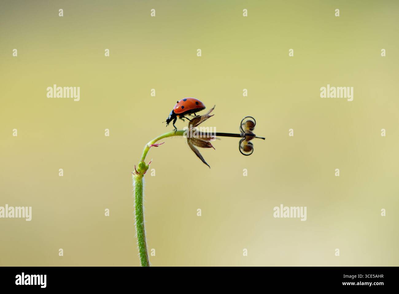 Plant and ladybug Stock Photo - Alamy