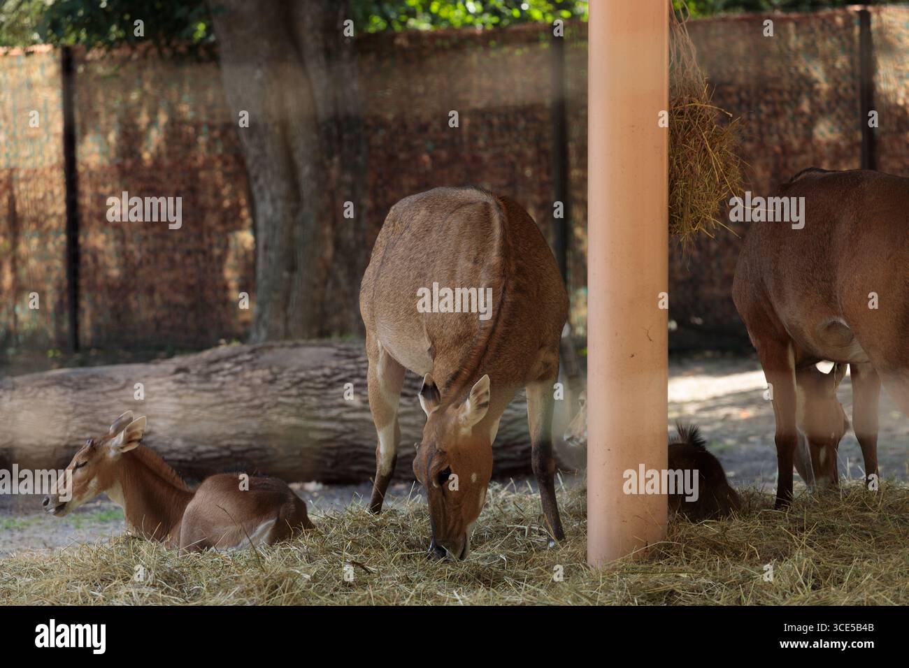 A serene scene depicting antelope grazing peacefully on hay in a zoo ...