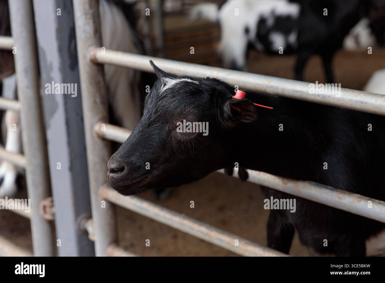This image features a close-up of a black goat with white markings on ...