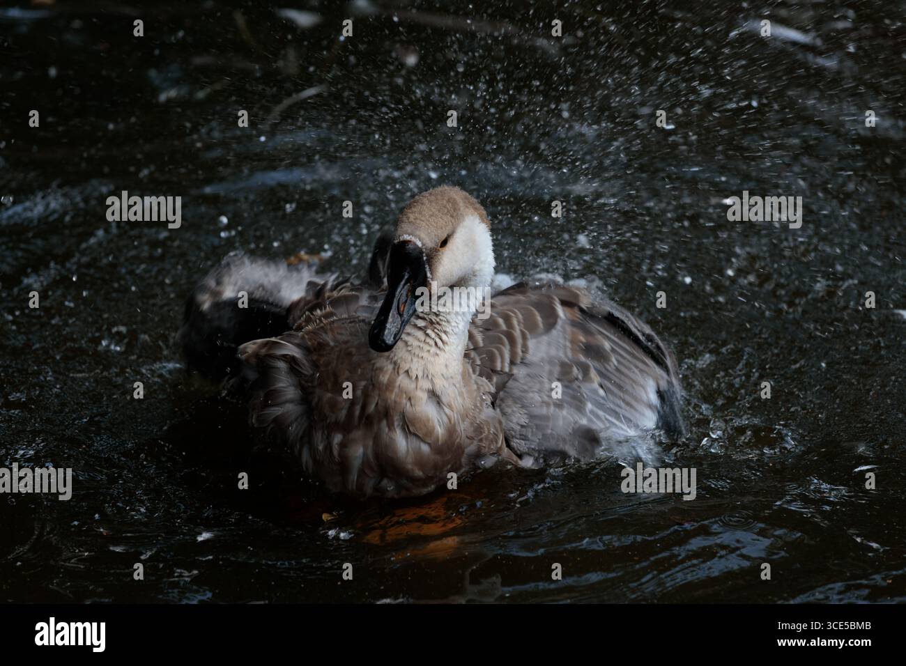 This captivating image features a duck shaking off water after a bath ...