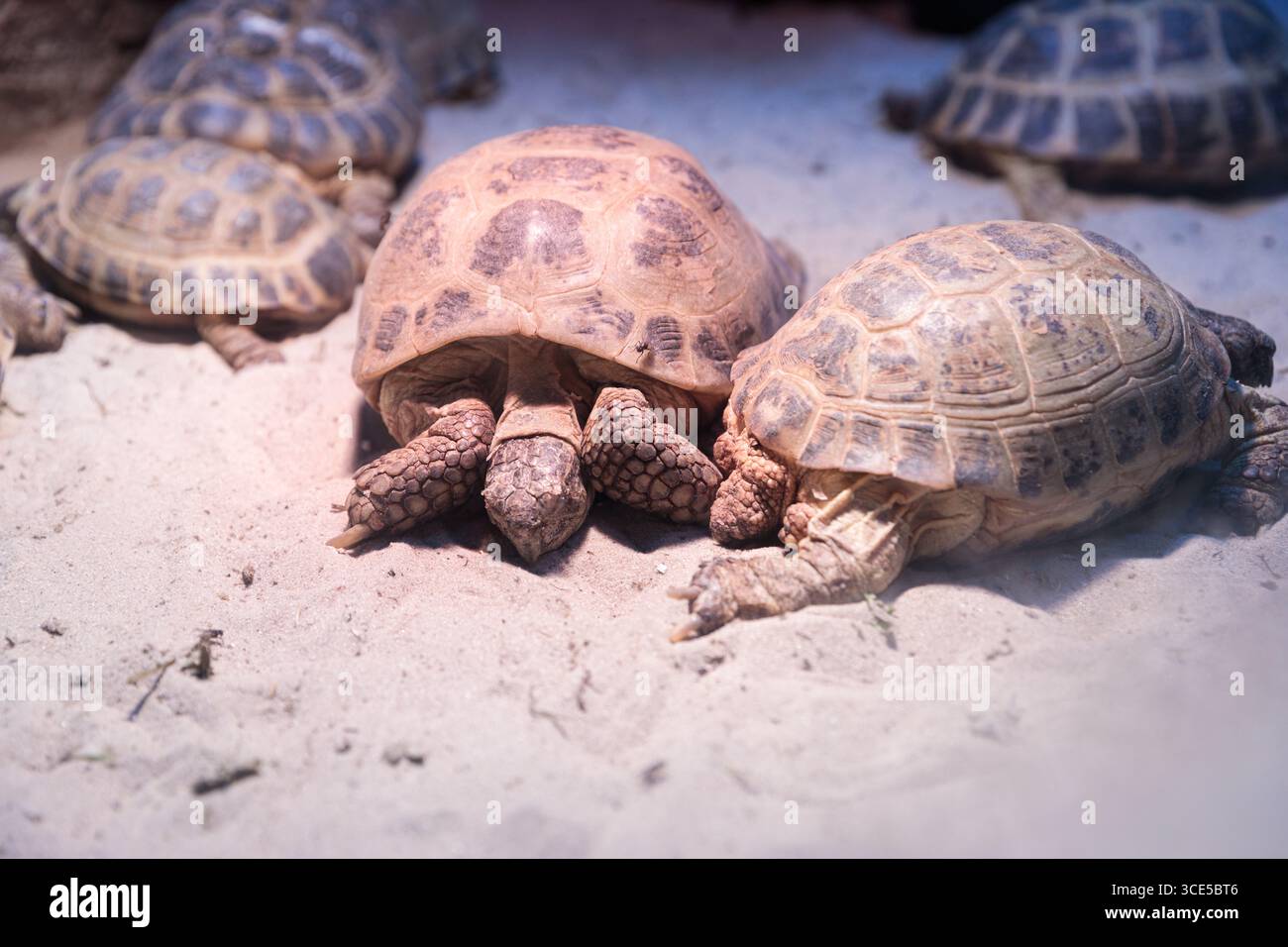 Tortoise living in habitat enclosure hi-res stock photography and ...
