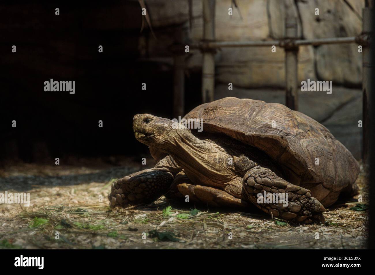 Tortoise calm presence hi-res stock photography and images - Alamy
