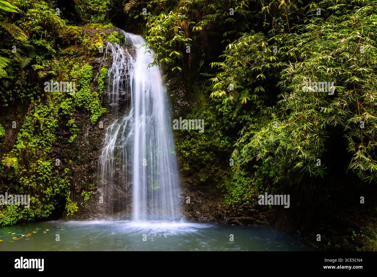 Jungle of martinique hi-res stock photography and images - Alamy