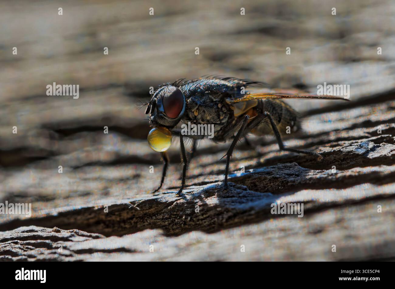 External Digestion of flies: They release digestive fluids onto their ...