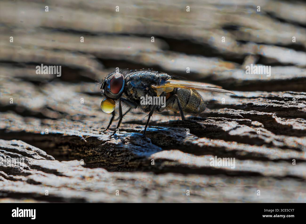 External Digestion of flies: They release digestive fluids onto their ...