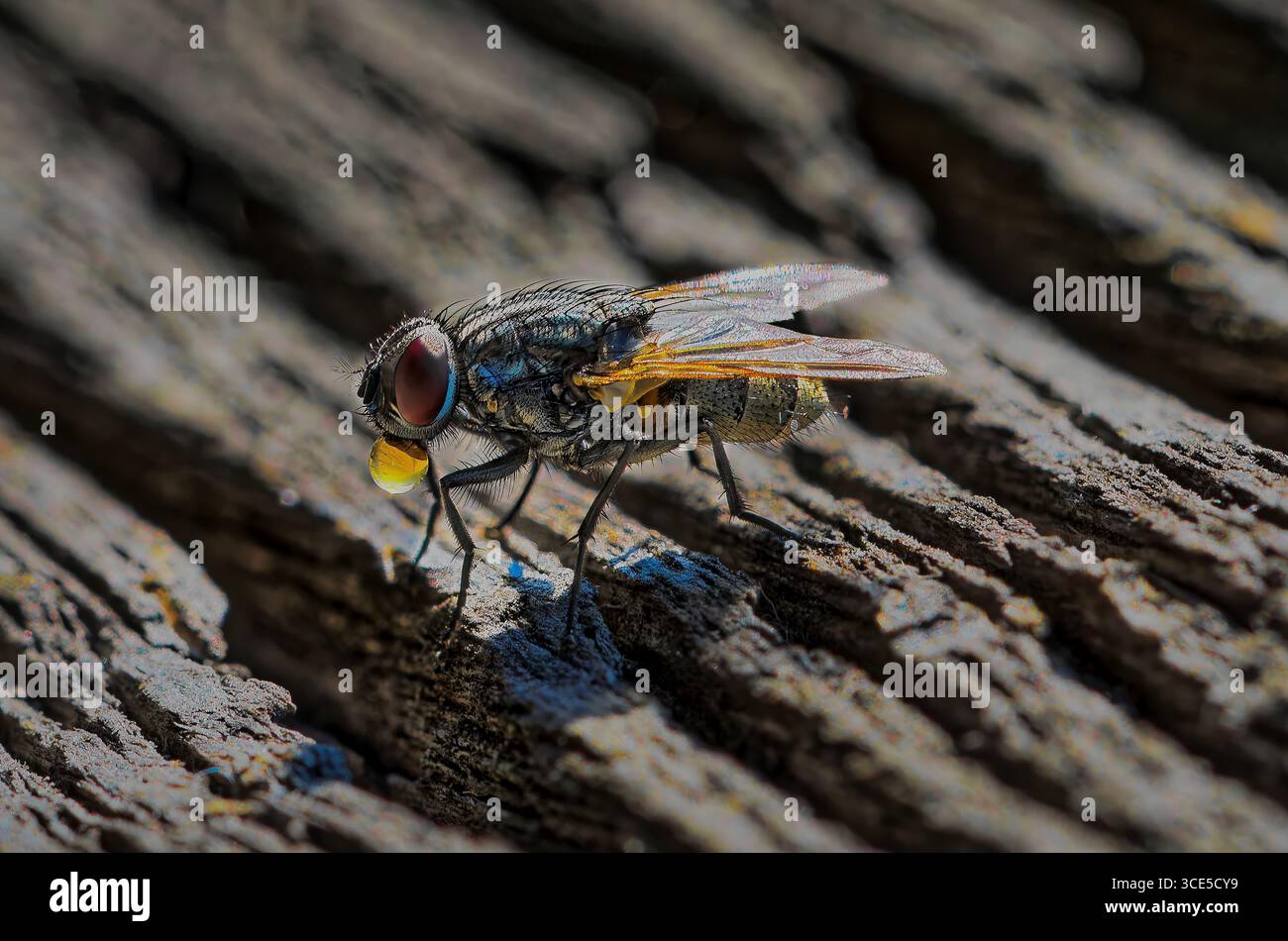 External Digestion of flies: They release digestive fluids onto their ...