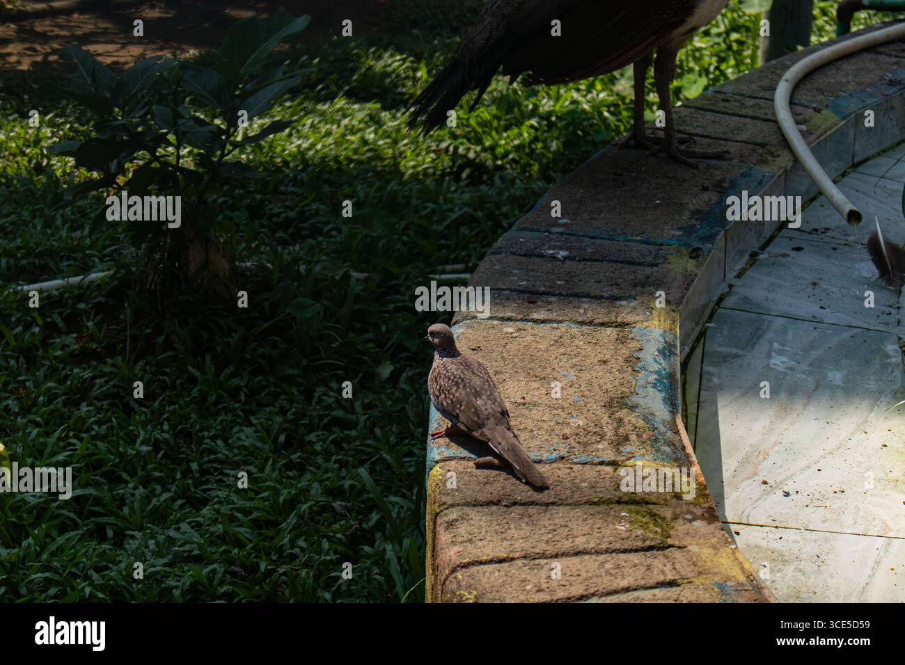 Beautiful cream-feathered doves enjoying a sunny morning in a black ...