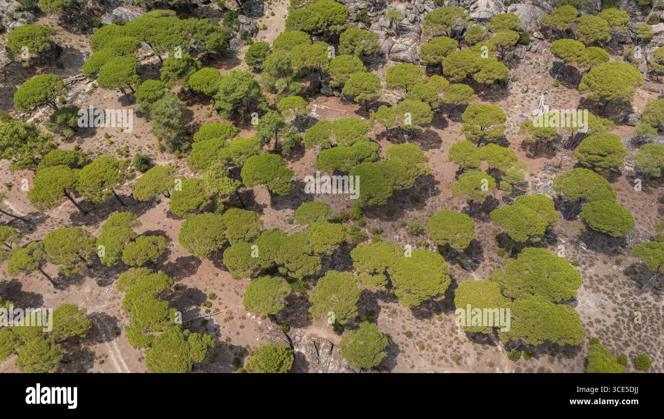 Aerial View of Pine Trees in a Rugged Mountain Landscape Stock Photo ...