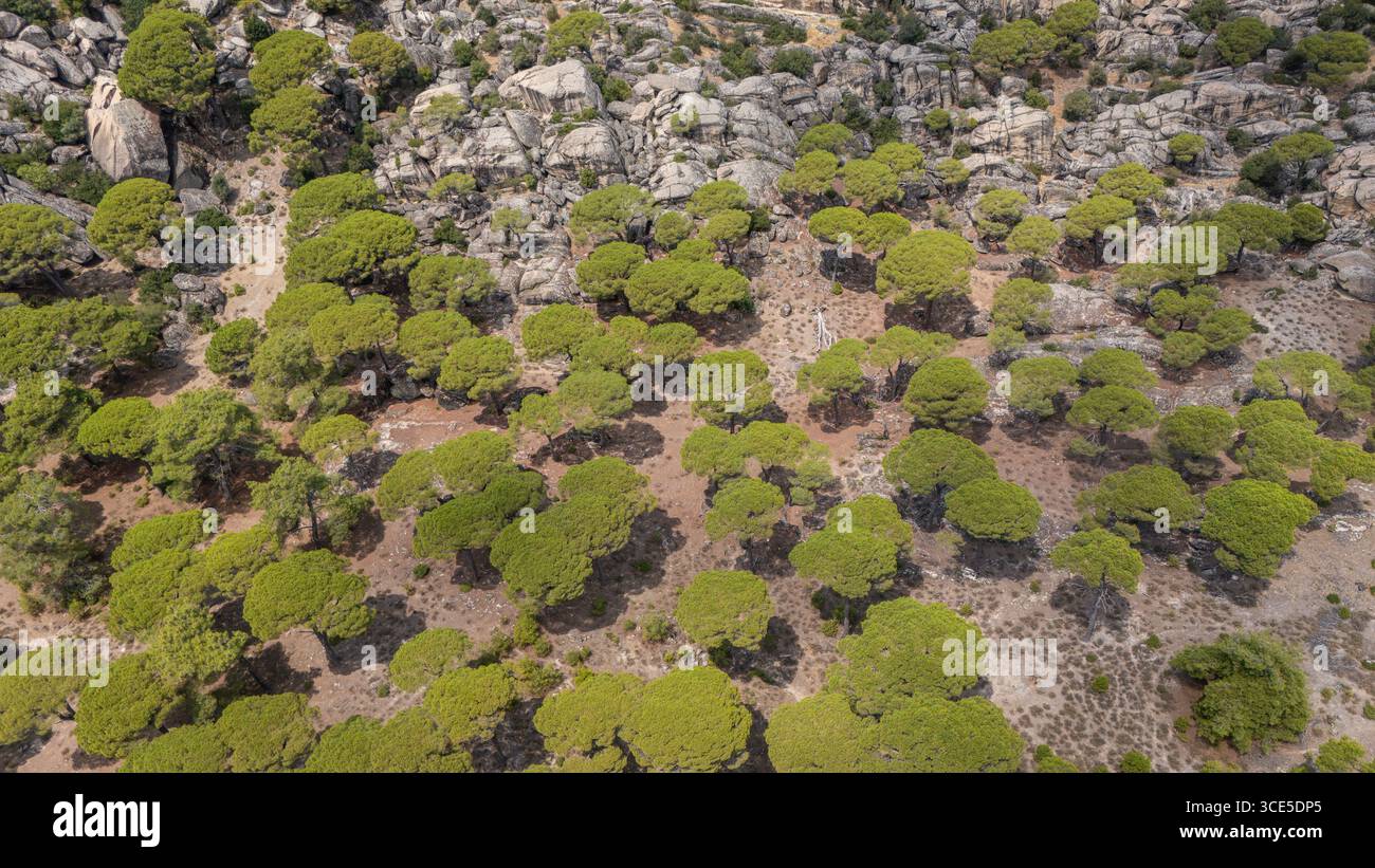 Aerial View of Pine Trees in a Rugged Mountain Landscape Stock Photo ...