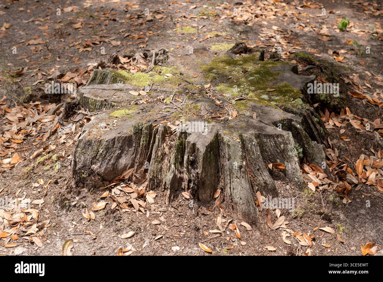 Large moss-covered stump of an old giant oak tree, surrounded by dry ...