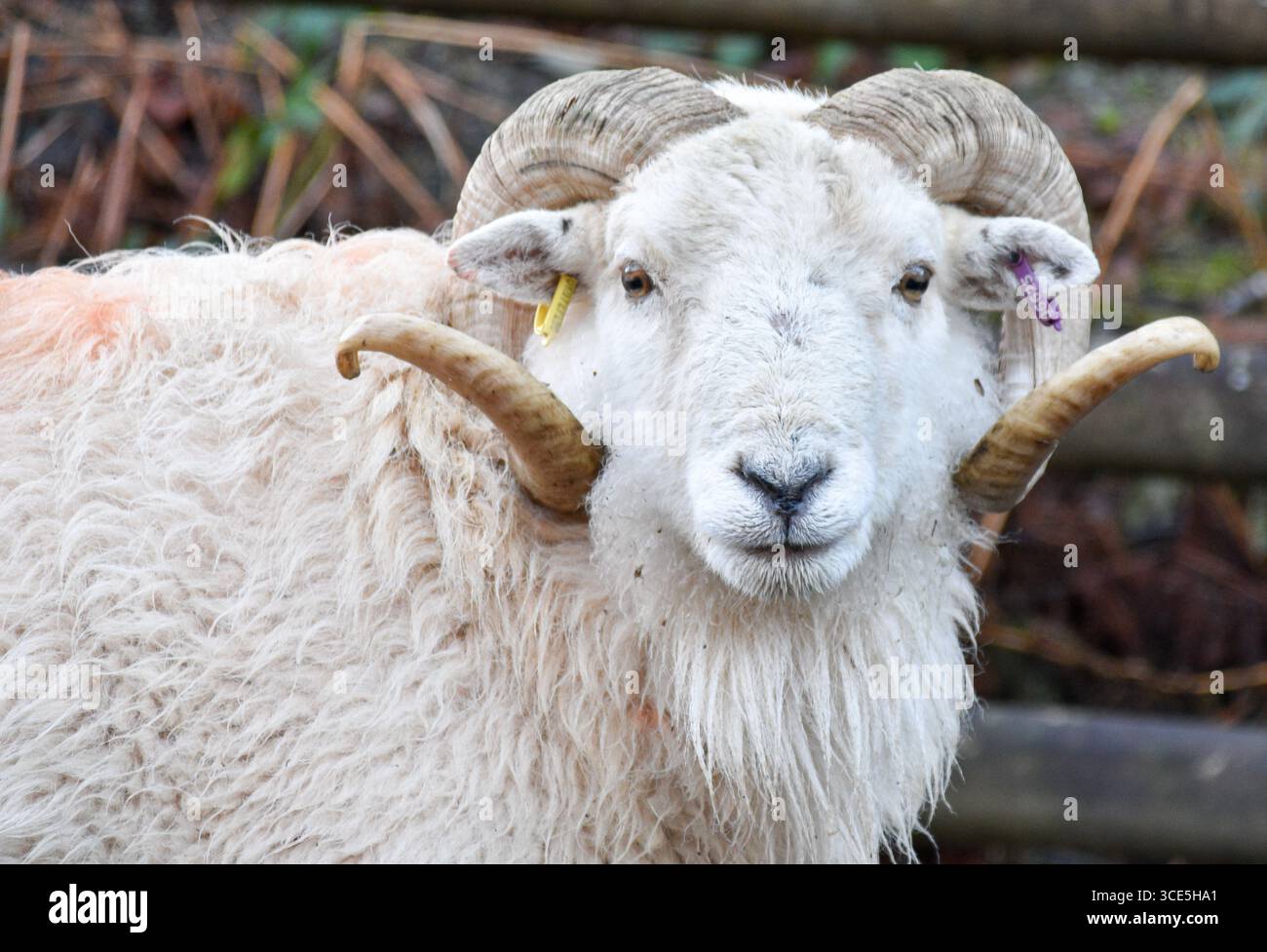 Ram curly horn hi-res stock photography and images - Alamy