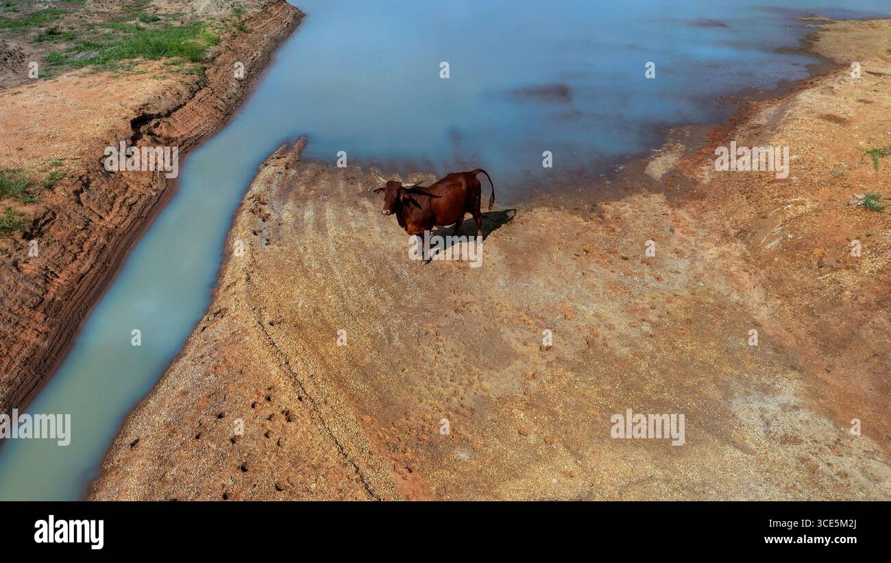 aerial view of dam, single cow in the sand, grazing at the edge, near ...