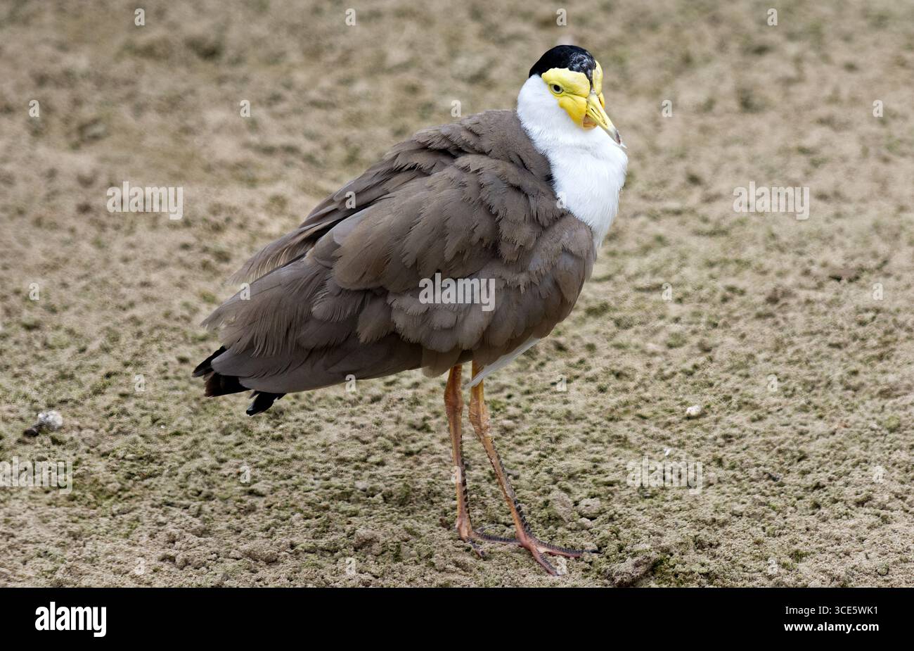 Bold nesting habits hi-res stock photography and images - Alamy